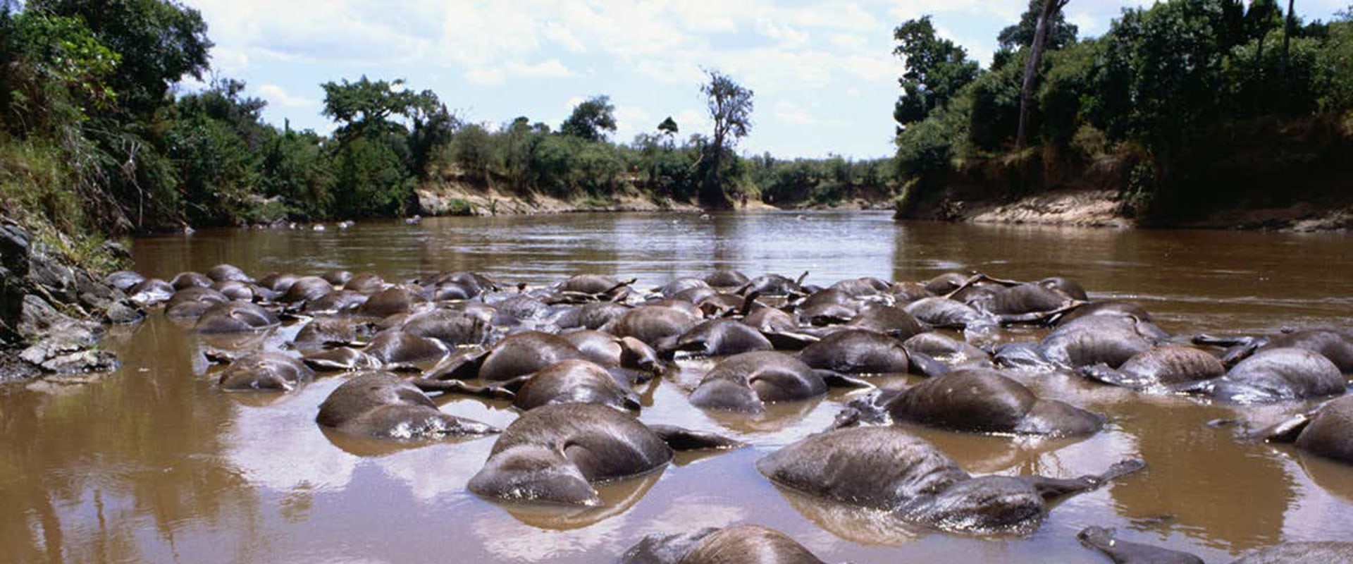 Understanding the Effects of Water Conservation on Ecosystems and Wildlife